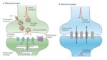 Synapse - Definition, Structure, Principles, Types & Function - Biology ...