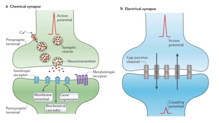 Synapse - Definition, Structure, Principles, Types & Function - Biology ... Synapse - Definition, Structure, Principles, Types & Function - Biology ...