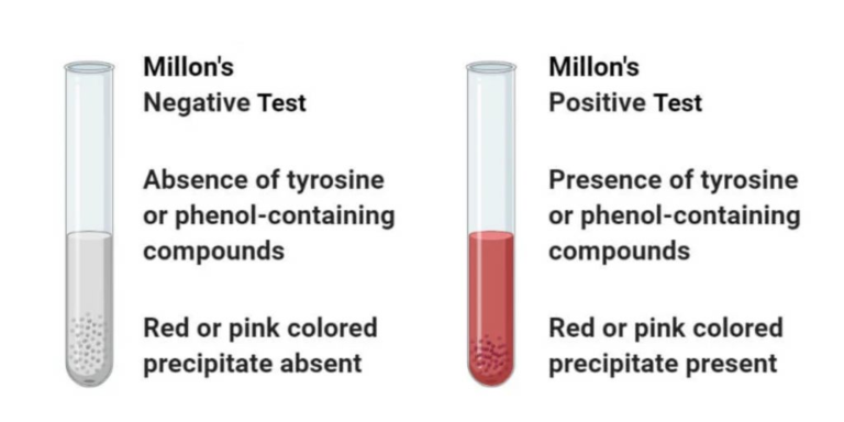 Millon’s Test -Principle, Procedure, Result, Uses - Biology Notes Online