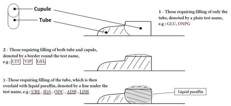 API (Analytical Profile Index) 20E Test Result, Principle, Procedure ...