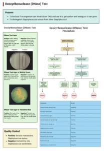 Deoxyribonuclease (DNase) Test - Principle, Procedure, Result - Biology ...