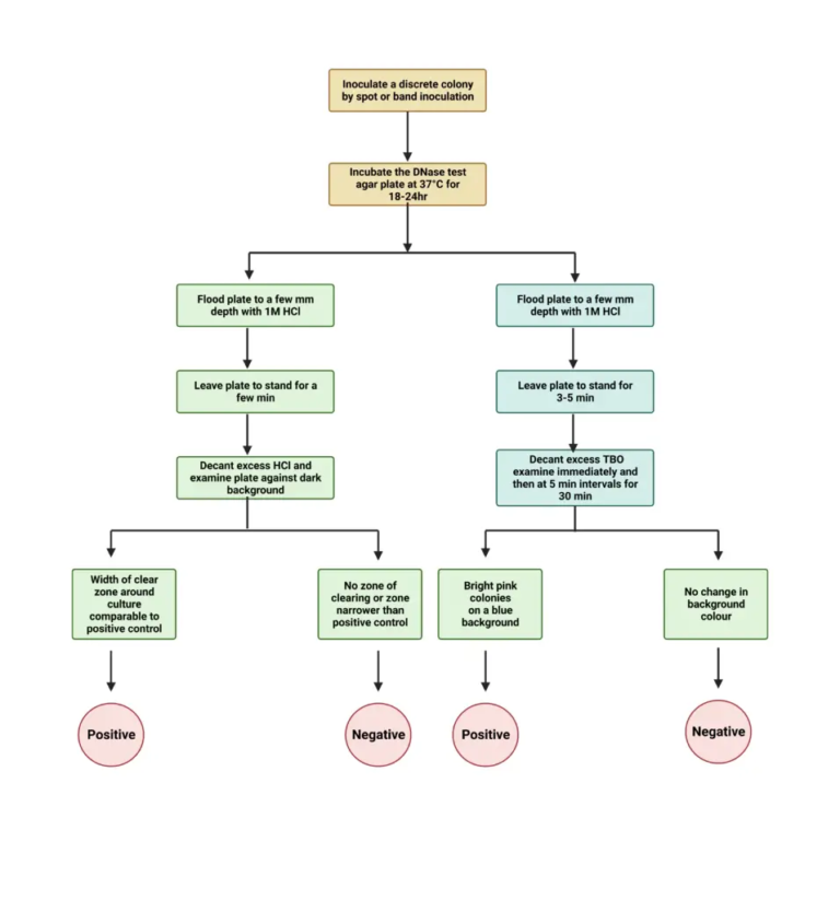 Deoxyribonuclease (DNase) Test - Principle, Procedure, Result - Biology ...