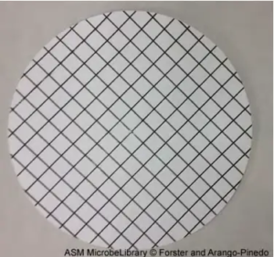 Bacteriological Examination of Waters by Using Membrane Filtration ...
