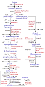 Fructose Metabolism Pathway - Fructolysis - Biology Notes Online