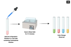 Benedict’s Test - Principle, Reagents, Procedure, Result, Limitation ...