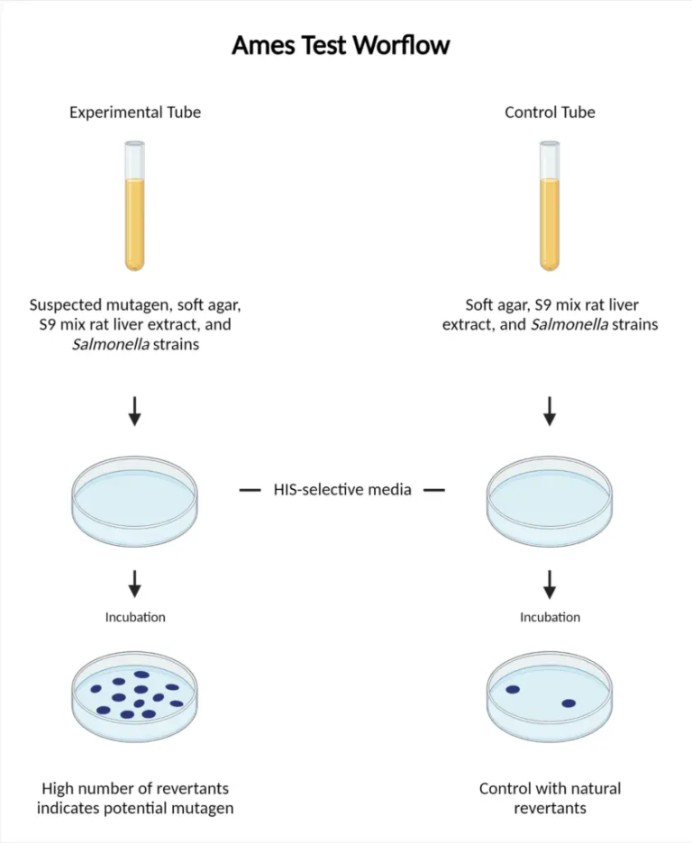 Ames Test - Principle, Procedure, Result, Limitation, Applications ...