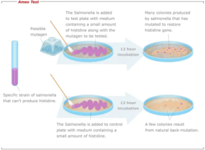 Ames Test - Principle, Procedure, Result, Limitation, Applications ...