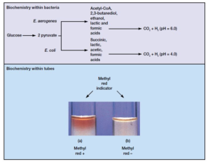 Methyl Red (MR) Test - Principle, Procedure, Results, Uses - Biology ...