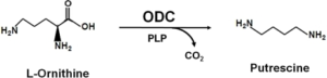 Ornithine Decarboxylase Test - Principle, Procedure, Result - Biology ...