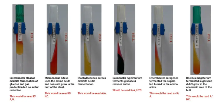 Triple Sugar Iron (TSI) - Test Principle, Procedure, Result - Biology ...