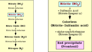 Nitrate Reduction Test - Procedure, Principle, Result - Biology Notes ...