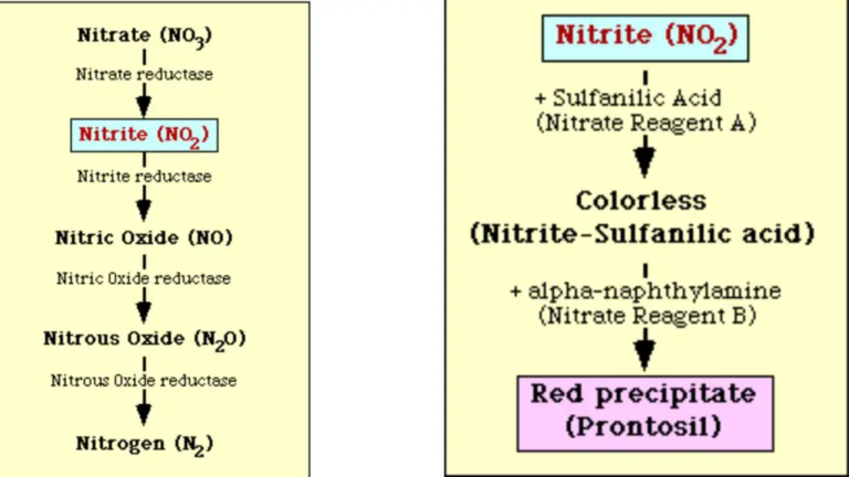 Nitrate Reduction Test Procedure Principle Result Biology Notes Online