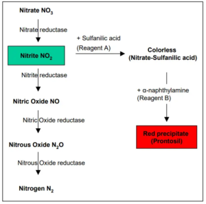 Nitrate Reduction Test - Procedure, Principle, Result - Biology Notes ...