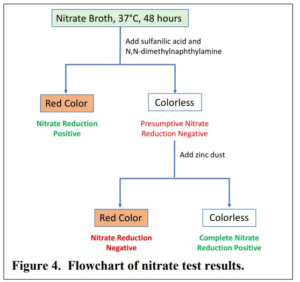 Nitrate Reduction Test - Procedure, Principle, Result - Biology Notes ...