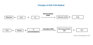 GOD-POD Method For The Estimation Of Blood Glucose - Biology Notes Online