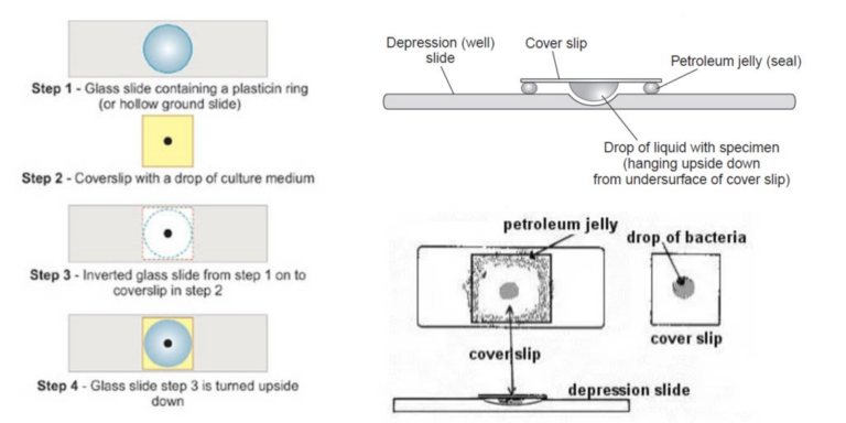 Hanging Drop Method (Motility test) Principle, and Procedure, Result ...