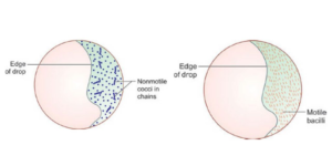 Hanging Drop Method (Motility test) - Principle, and Procedure, Result ...