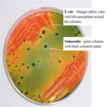 Hektoen Enteric Agar - Composition, Principle, Preparation, Results ...