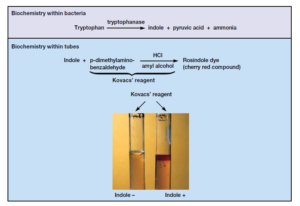 IMViC Test Procedure, Purpose, Result, And Organism List. - Biology ...
