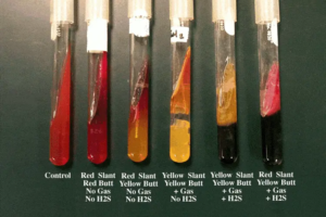Triple Sugar Iron (TSI) Agar - Composition, Principle, Preparation ...