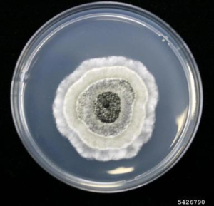 Preparation of Solid Media - Agar deep tubes, Agar Slants, Plates ...