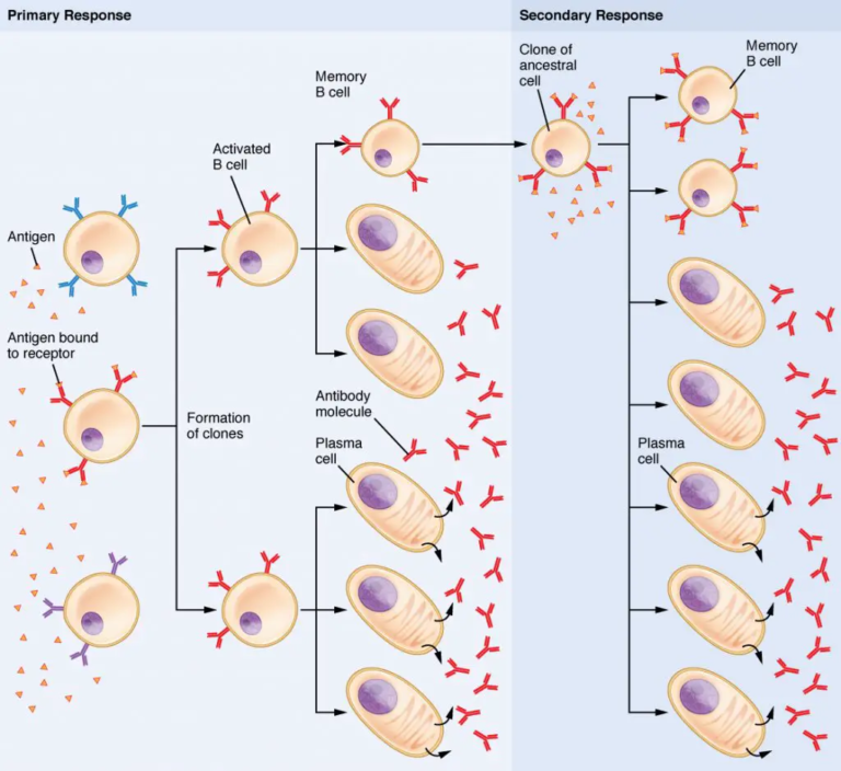 14 Differences between Primary and Secondary Immune Response - Biology ...