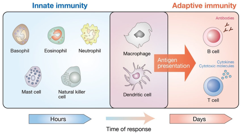 Innate Immunity vs. Acquired Immunity (Adaptive immunity) - Biology ...