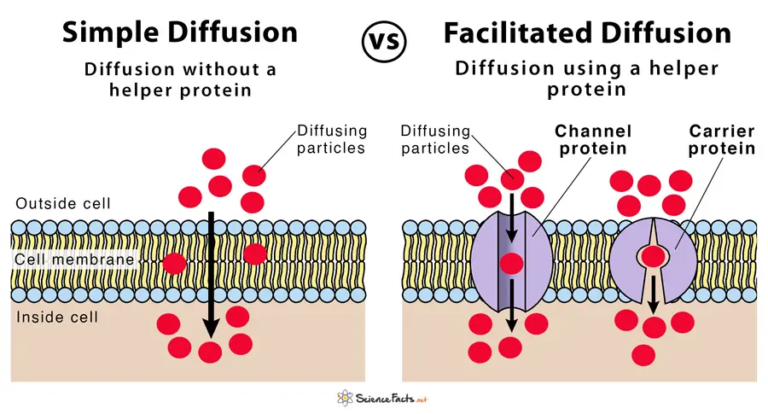 Difference Between Simple Diffusion and Facilitated Diffusion - Simple ...