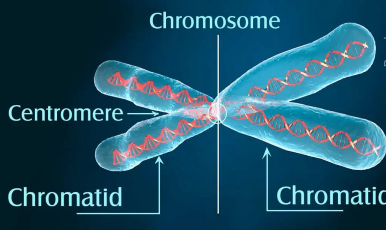 Difference Between Chromosome and Chromatid - Chromosome vs Chromatid ...
