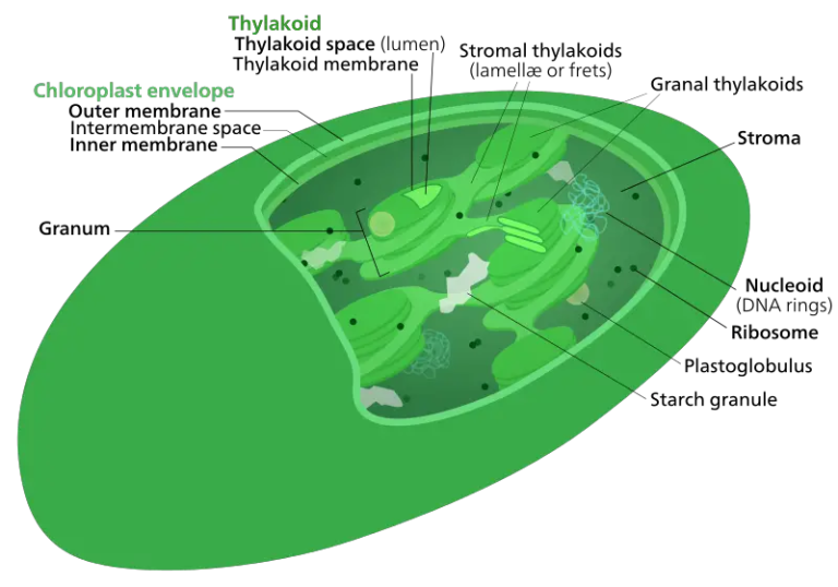 Differences Between Mitochondria and Chloroplast - Mitochondria vs ...