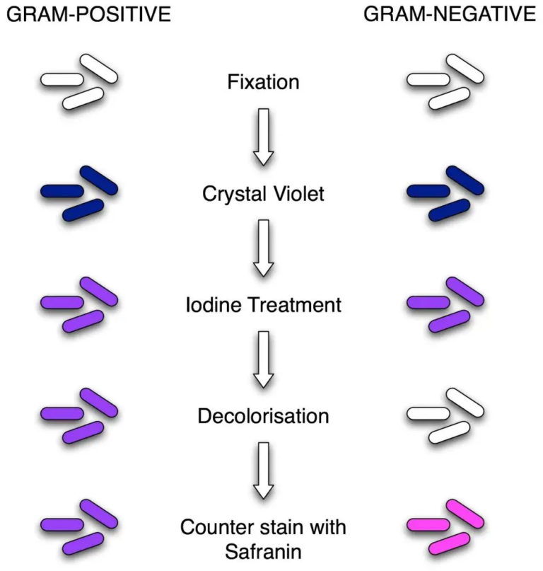 Difference between Gram Positive and Gram Negative Bacteria - Gram ...