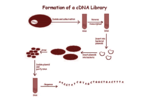 Difference between genomic and cdna library - Biology Notes Online