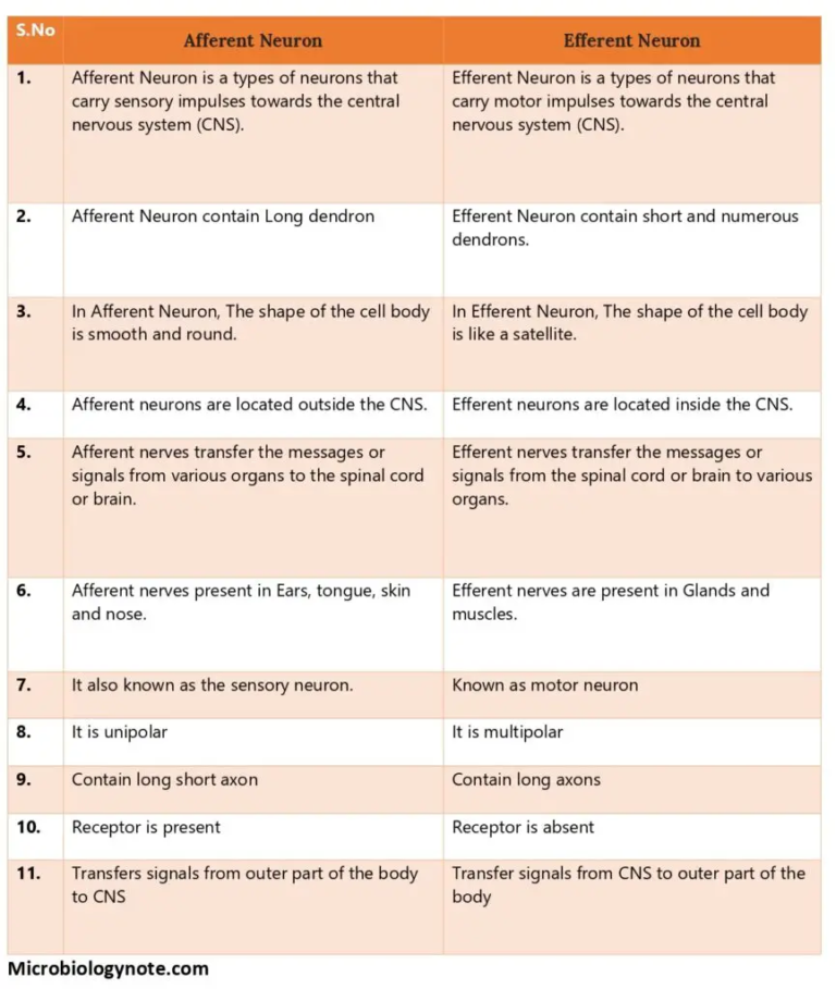 Afferent vs Efferent Neuron - Differences between Afferent and Efferent ...