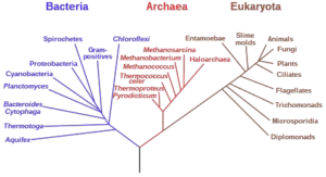 Difference Between Cladogram and Phylogenetic tree - Biology Notes Online