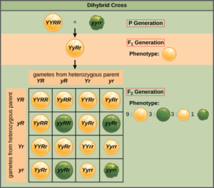 Differences Between Monohybrid cross vs Dihybrid cross - Biology Notes ...