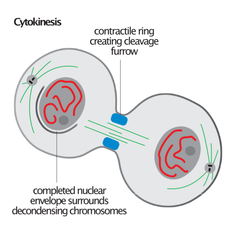 How is plant cell cytokinesis different from animal cell cytokinesis ...