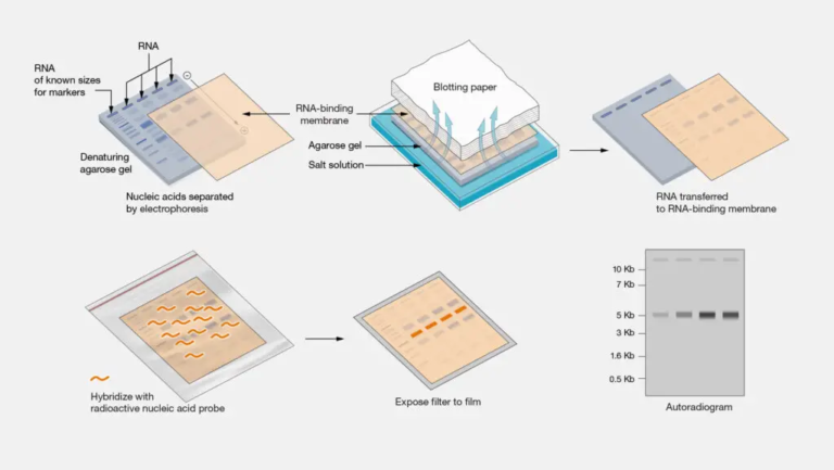 Northern Blot vs Southern Blot - Differences Between Northern and ...