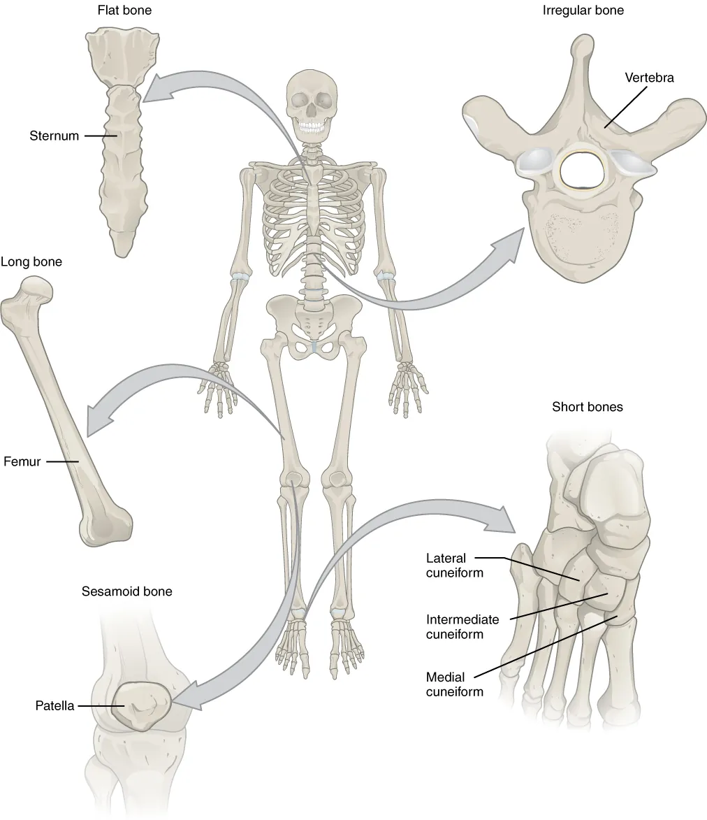 Differences Between Bones and Cartilage - Bones vs Cartilage - Biology ...