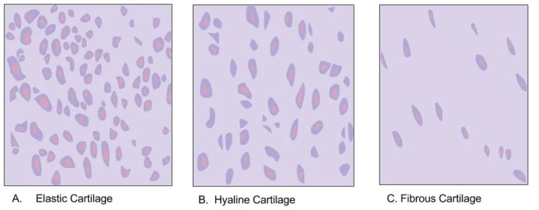 Differences Between Bones and Cartilage - Bones vs Cartilage - Biology ...