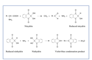 Ninhydrin Test Principle, Procedure, Result, Uses - Biology Notes Online