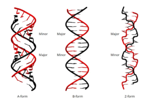 Different Between DNA-A Form, DNA-B Form, DNA-Z Form - Biology Notes Online