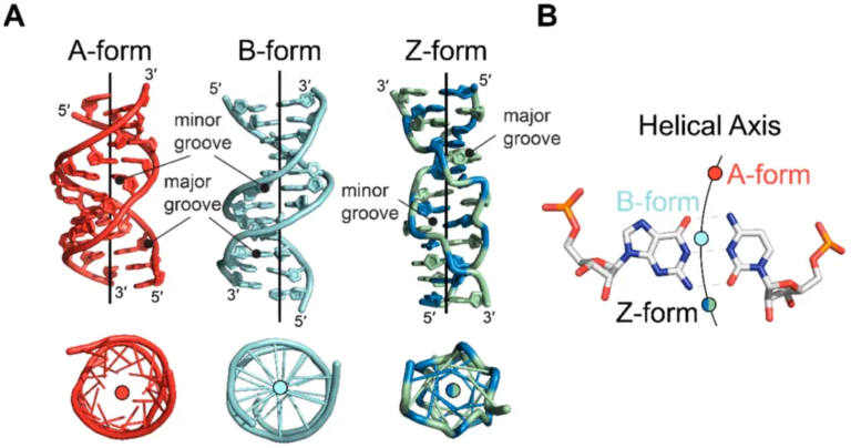 Different Between DNA-A form, DNA-B form, DNA-Z form - Biology Notes Online