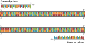 Difference Between RNA Primer and DNA Primer - RNA Primer vs DNA Primer ...