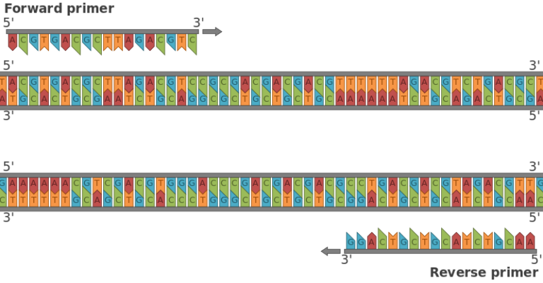 Difference Between Rna Primer And Dna Primer Rna Primer Vs Dna Primer
