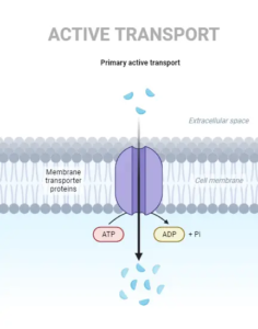 Facilitated Diffusion vs Active transport - Biology Notes Online