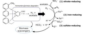 Degradation Of Hydrocarbons (oil Spills) - Biology Notes Online
