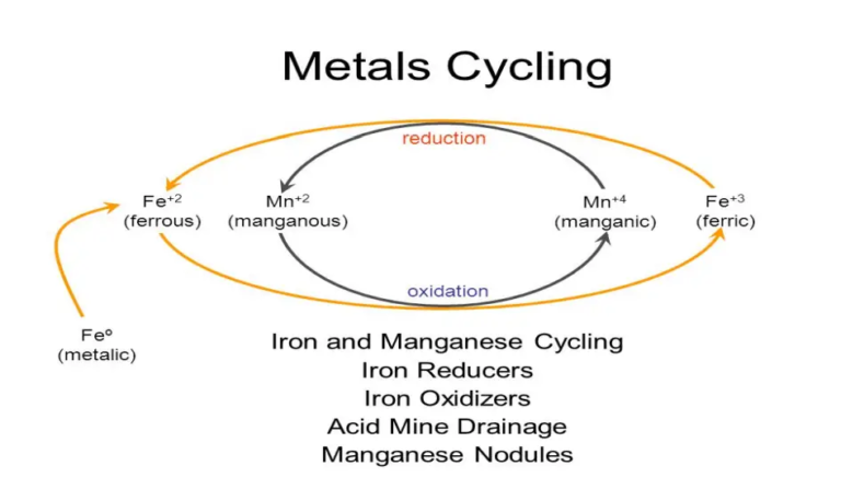 Iron and Manganese Cycles - Steps, Importance - Biology Notes Online
