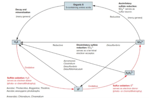 Sulphur cycle - Definition, Steps, Types, Importance - Biology Notes Online