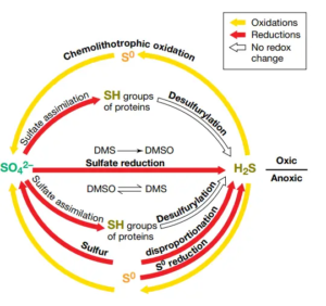 Sulphur cycle - Definition, Steps, Types, Importance - Biology Notes Online