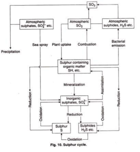 Sulphur cycle - Definition, Steps, Types, Importance - Biology Notes Online